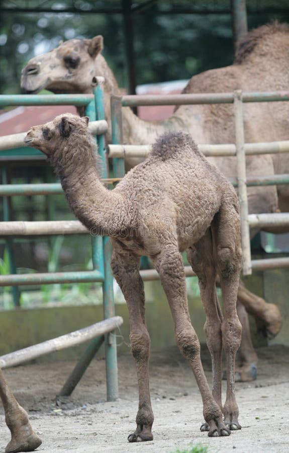 Baby camel stock photo. Image of livestock, snout, animal - 31127642