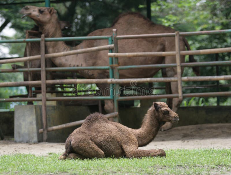 Baby camel stock photo. Image of animal, snout, desert - 31127770
