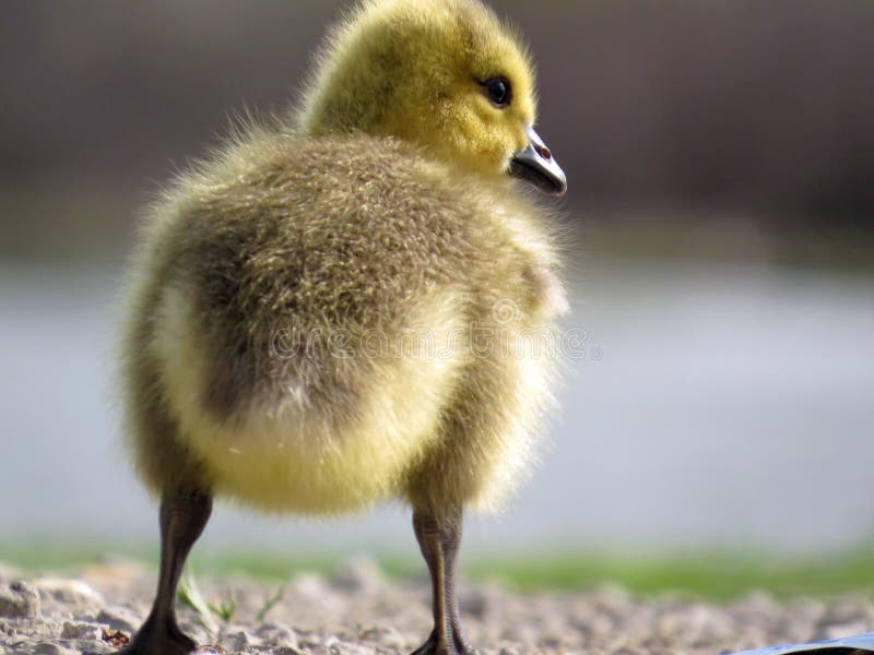 Baby Canada Goose Gosling Fuzzy Bottom Stock Photo - Image of waterfowl ...