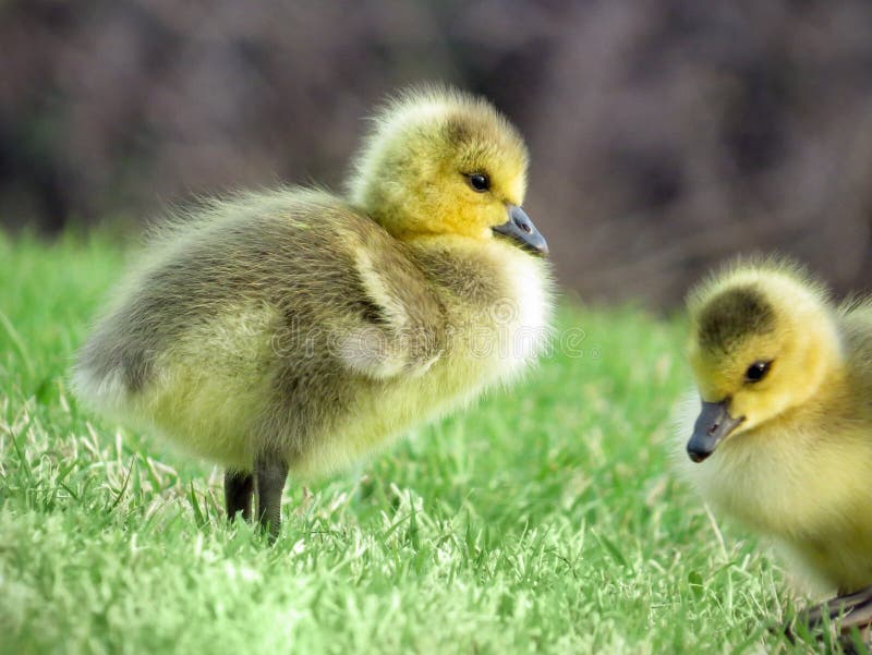 Baby Canada Goose Goslings Under the Wing of Mother Canada Goose Stock ...