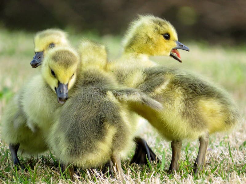 Baby Canada Goose Goslings Playing Stock Photo - Image of wrestle ...