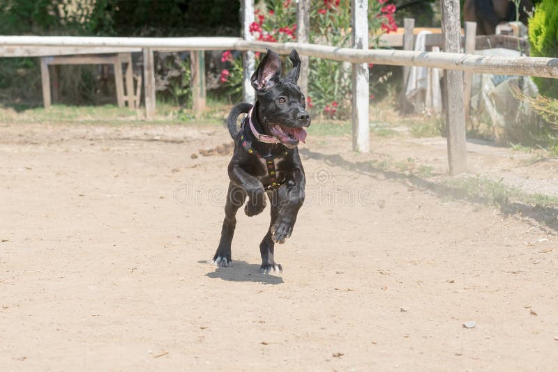 Baby Cane Corso Running at a Horse Arena. Stock Image - Image of ...