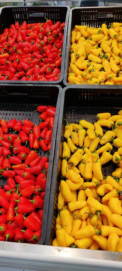Baby capsicum stock photo. Image of multy, capsicum - 205375072