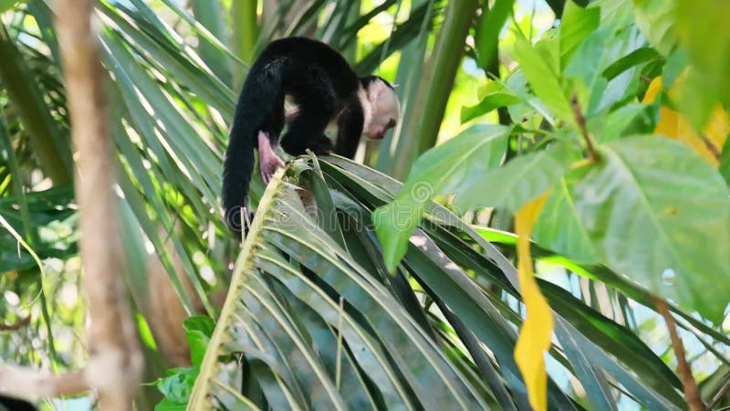 Baby Capuchin Monkey Jumping from a Palm Leaf Stock Footage - Video of ...