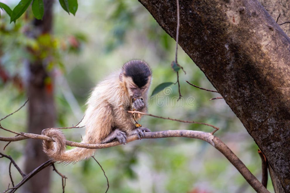 Baby Capuchin Monkey Sitting on. a Small Branch Stock Photo - Image of ...