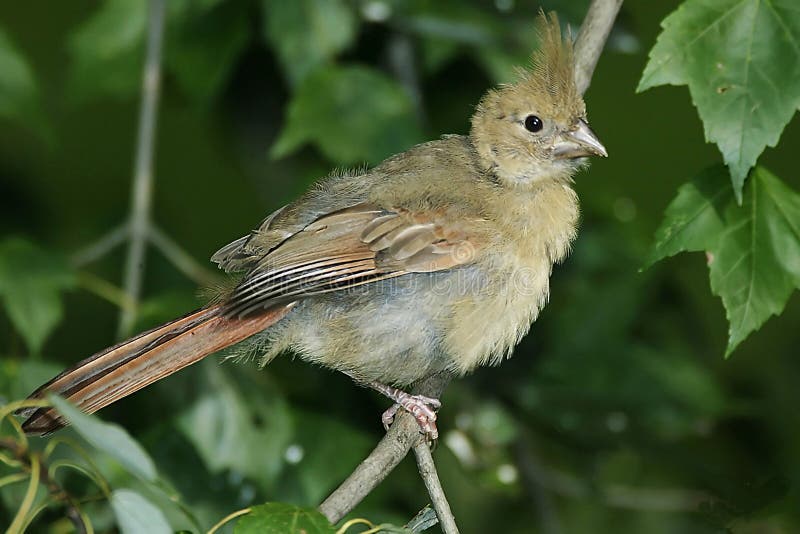 Baby Cardinal stock photo. Image of cardinal, chick, baby - 18042