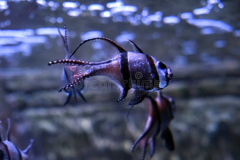 Baby Cardinals Pterapogon Kauderni Stock Image - Image of fauna, exotic ...