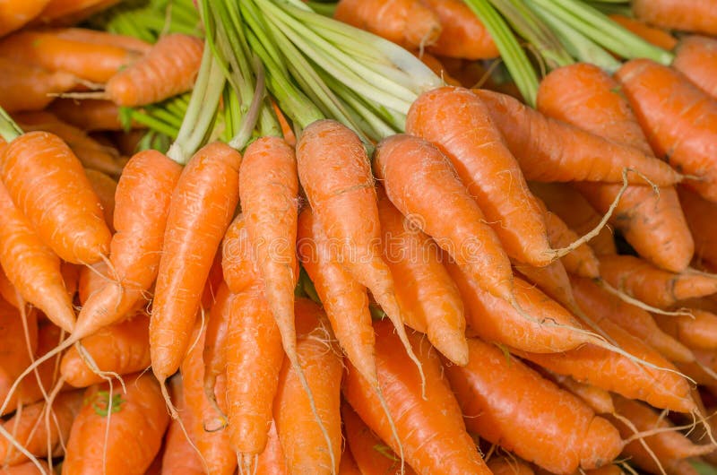Baby Carrot stock image. Image of crunchy, green, organic - 57752967