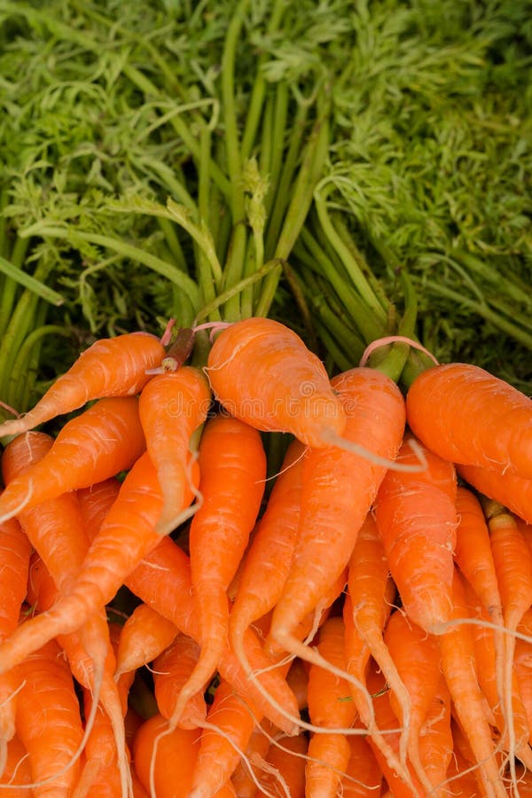 Baby Carrot stock image. Image of health, diet, clean - 83135951