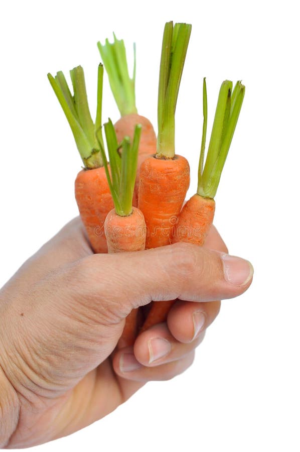 Baby carrot stock photo. Image of healthy, ingredient - 38242264