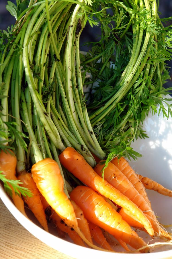 Baby carrots with tops stock image. Image of goods, agriculture - 11434633