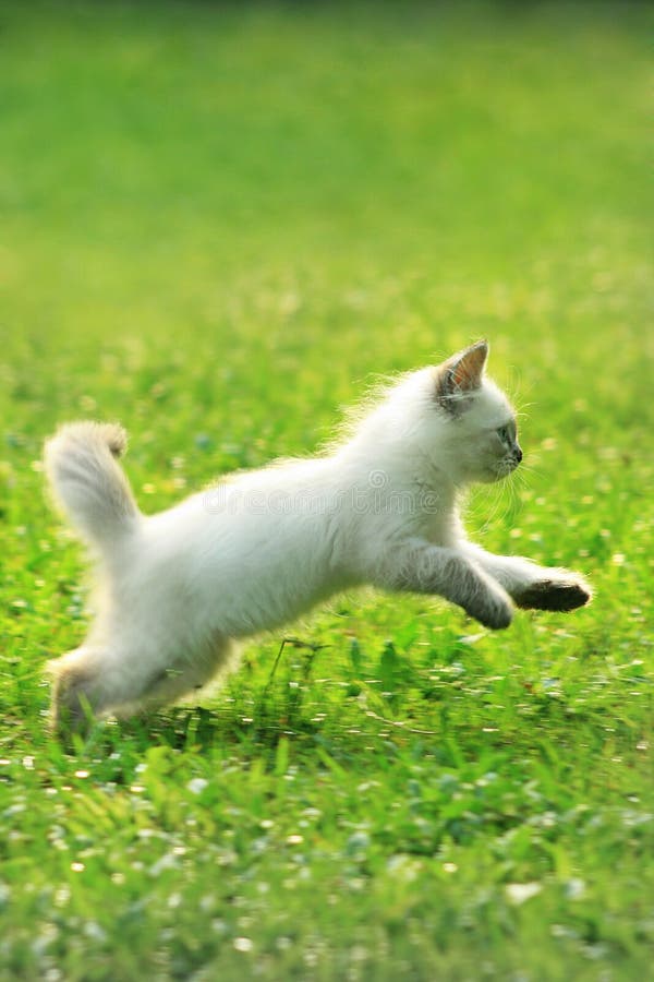 Baby cat stock image. Image of cute, kitten, animal, look - 13544359