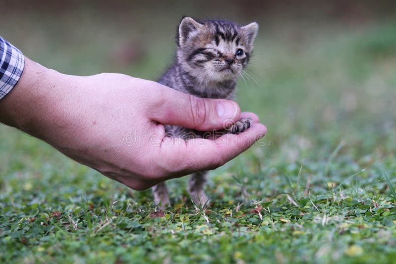 Baby cat stock image. Image of grass, green, security - 17567873