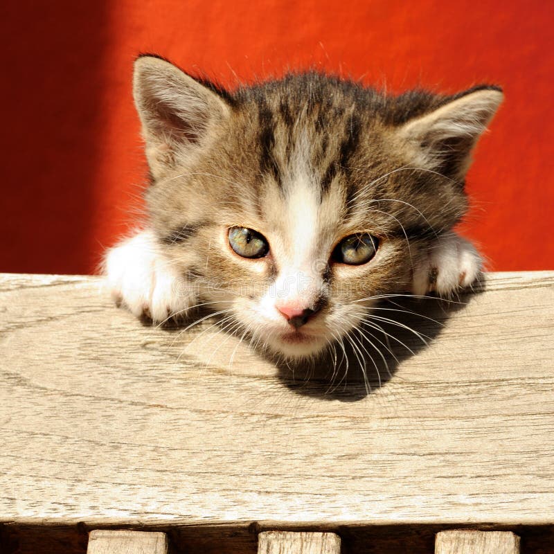 Baby cat stock photo. Image of cute, small, baby, domestic - 22897892