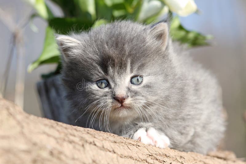Baby cat stock image. Image of nature, kitten, plant - 24555801
