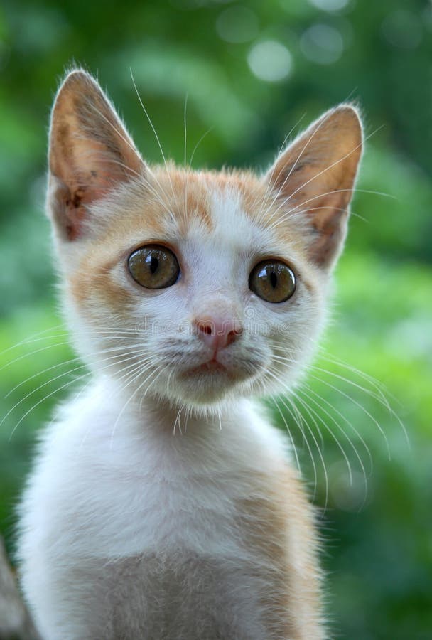 Baby Cat stock image. Image of closeup, young, alert, head - 9601519