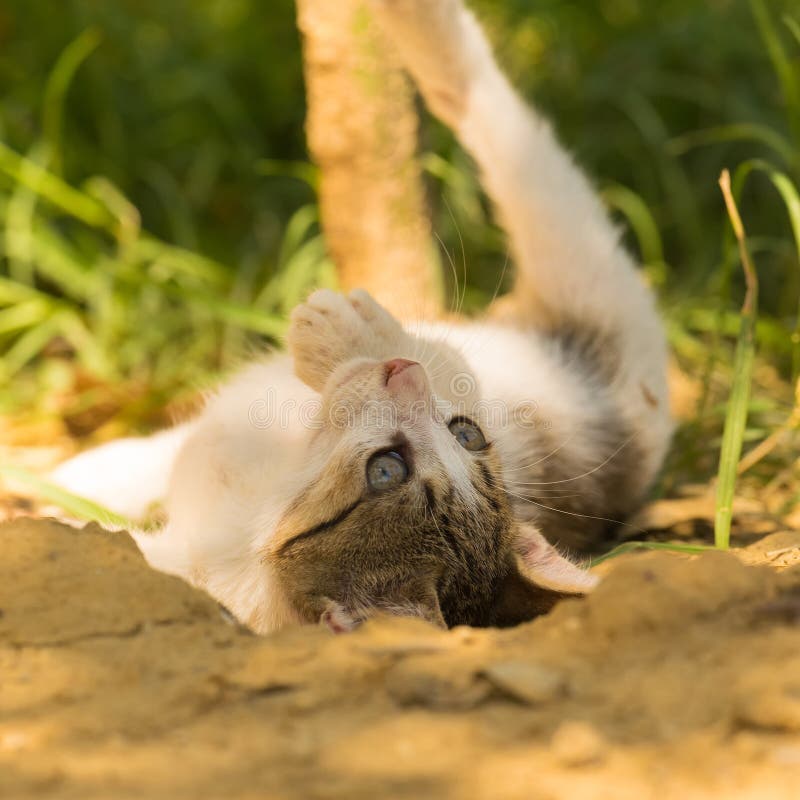 Baby Cat Backwards Playing and Posing Stock Photo - Image of playing ...