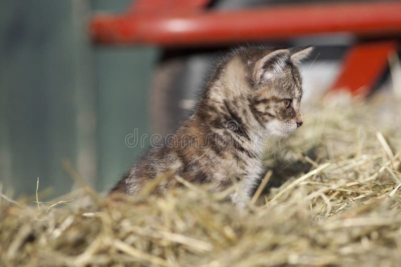 Baby Cat, Cute Kitten in Hay on Farm Stock Image - Image of beautiful ...