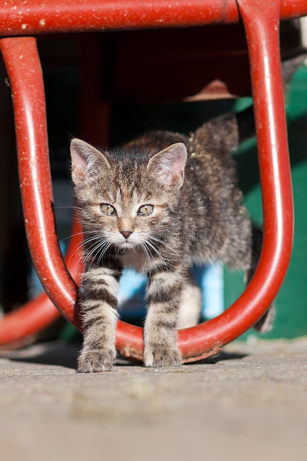 Baby Cat, Cute Kitten Play on Street Stock Image - Image of play ...