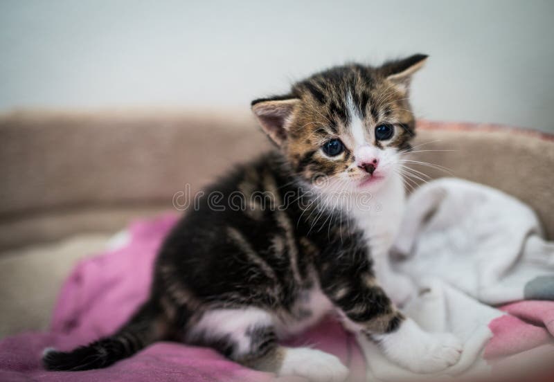 Baby cat having fun stock photo. Image of couch, cuddle - 35956576