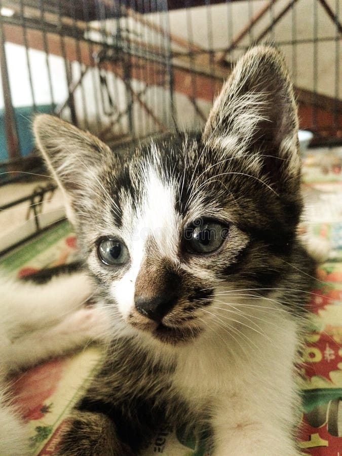 Baby cat,kitten stock image. Image of kitten, cate, baby - 42920141