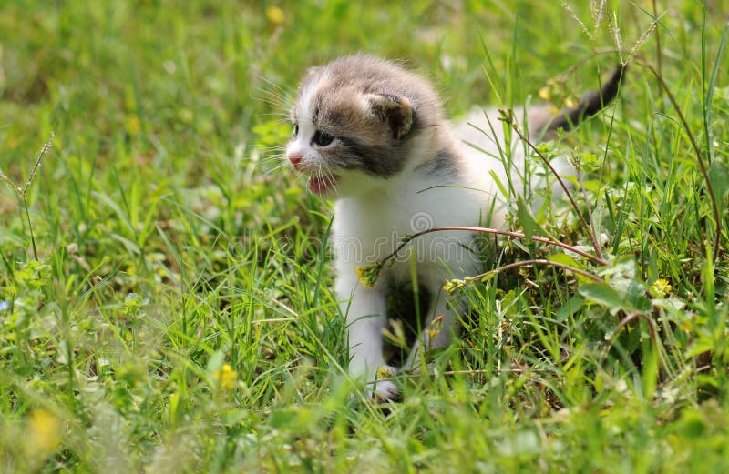 1 Baby Cat Kitty in Green Grass Stock Photo - Image of brown, male ...