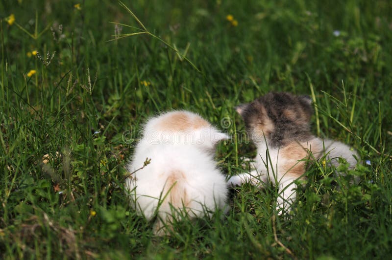 2 Baby Cat Kitty in Green Grass Stock Photo - Image of bright, green ...