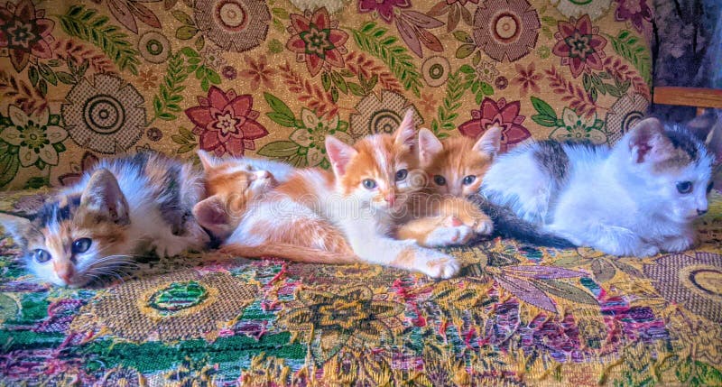 The Baby Cat Kucing Lucu Imut Stock Photo - Image of baby, carnivore ...