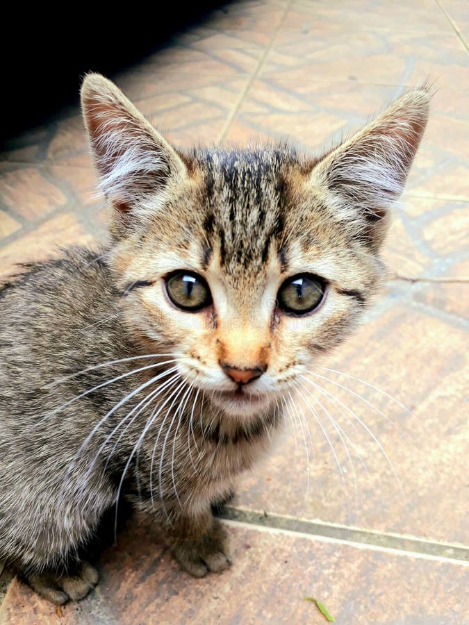 Baby cat little tiger stock image. Image of wildlife - 258003091