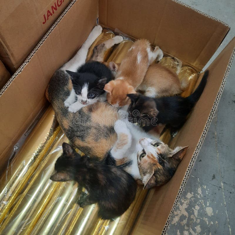 Baby Cat Need Food and Care Stock Photo - Image of nose, terrier: 262444732