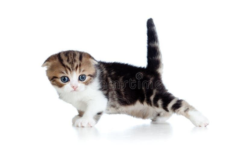 Baby Cat One Month Old on White Stock Photo - Image of kitten, baby ...