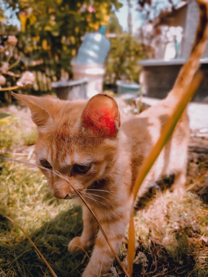 Baby Cat in Park Alone so Cute Stock Image - Image of baby, alone ...