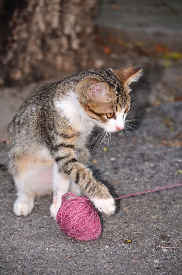 Baby cat playing with wool stock image. Image of ball - 38905227