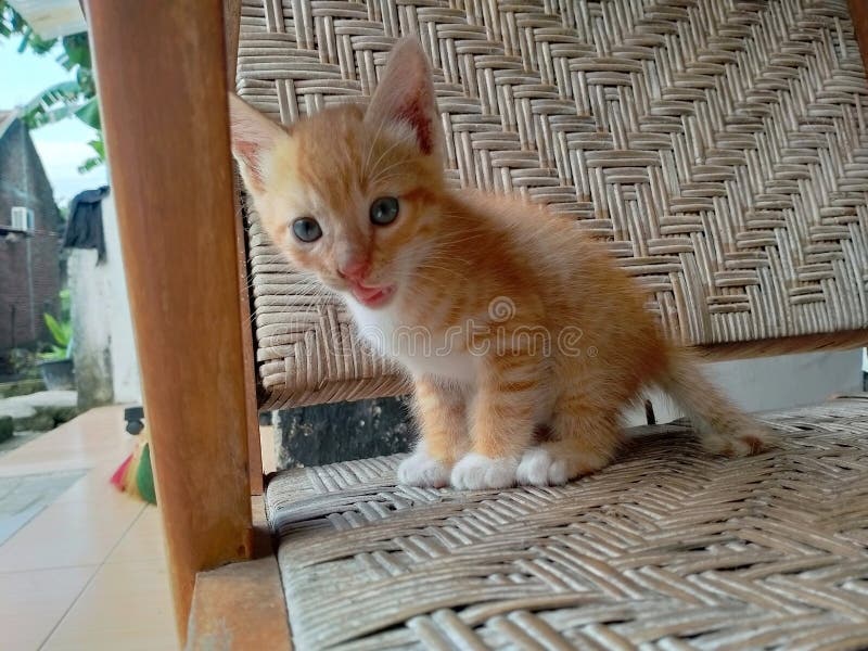 Baby Cat Small stock photo. Image of wildlife, wildcat - 235664992