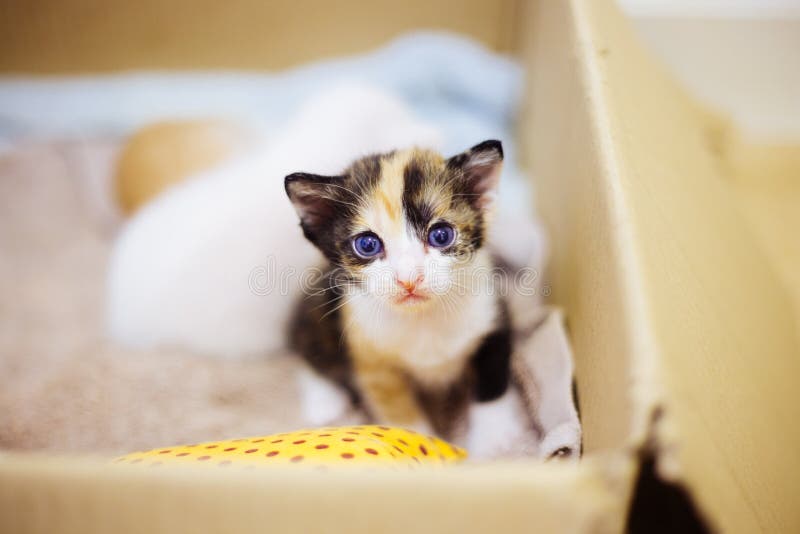 Baby cat three color stock image. Image of three, color - 52565977