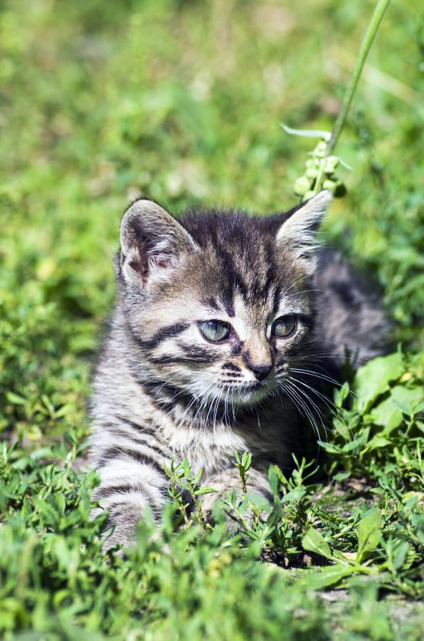 Baby cat stock photo. Image of curious, pedigree, cute - 42763150