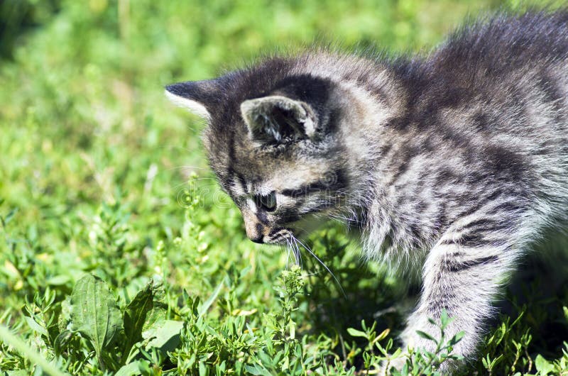 Baby cat stock image. Image of animal, charming, lying - 43061959