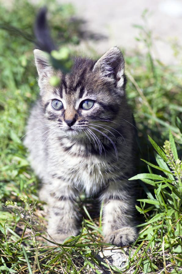 Baby cat stock image. Image of jersey, puss, purebred - 44233979
