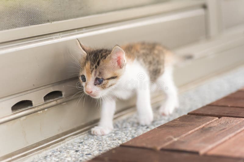 Baby cat walk stock photo. Image of furry, kitty, fear - 74626824