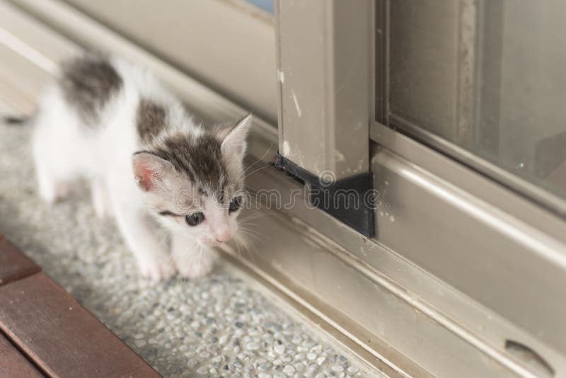 Baby cat walk stock image. Image of curious, domestic - 74626899