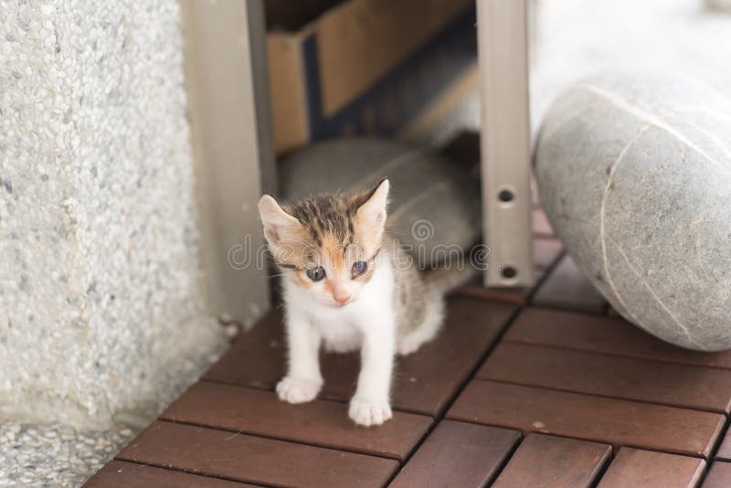 Baby cat walk stock photo. Image of mammal, small, cute - 74626982