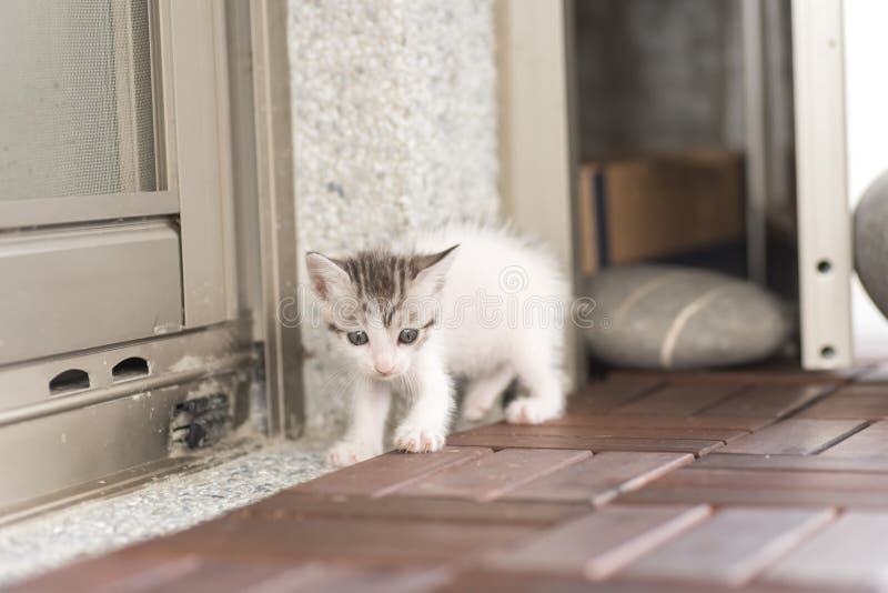 Baby cat walk stock image. Image of pretty, baby, kitty - 74627029