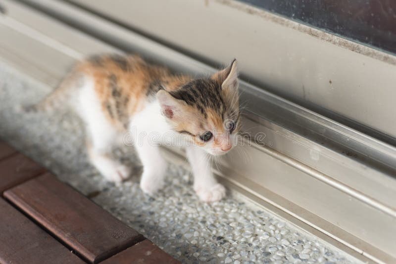 Baby cat walk stock photo. Image of animal, adorable - 77347002