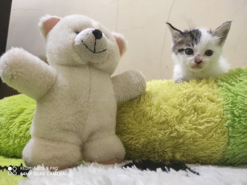 The Baby Cat and White Teddy Bear Stock Photo - Image of teddy, baby ...