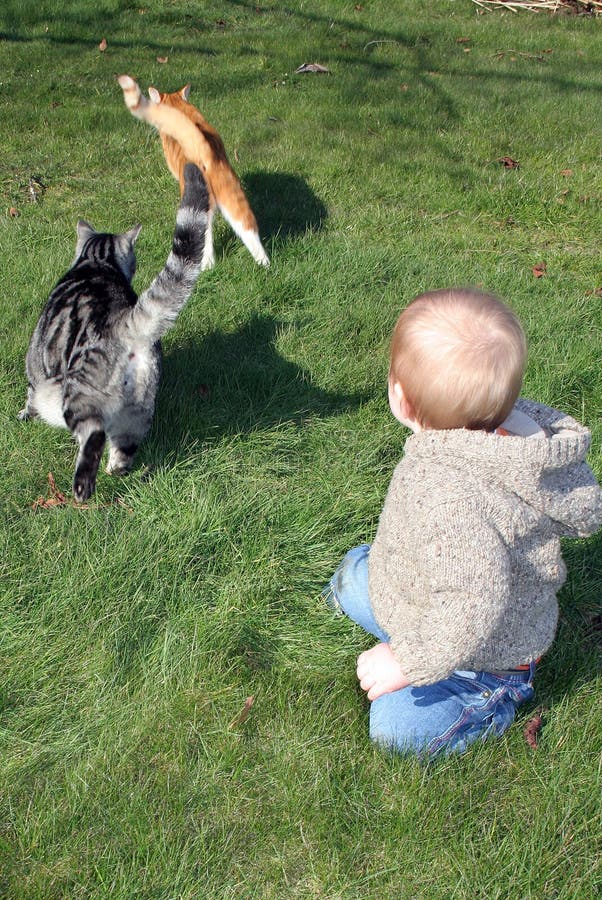 Baby cats stock photo. Image of chase, child, toddler - 2148986