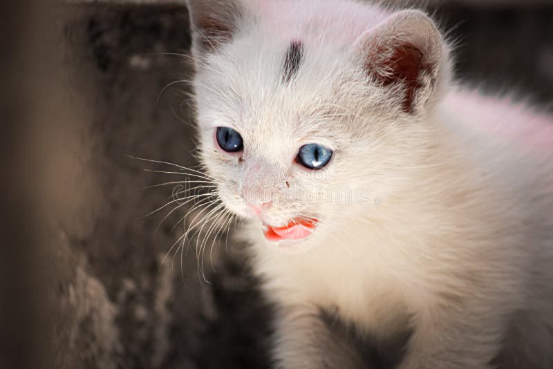 Baby cats picture stock image. Image of black, skin - 211716391