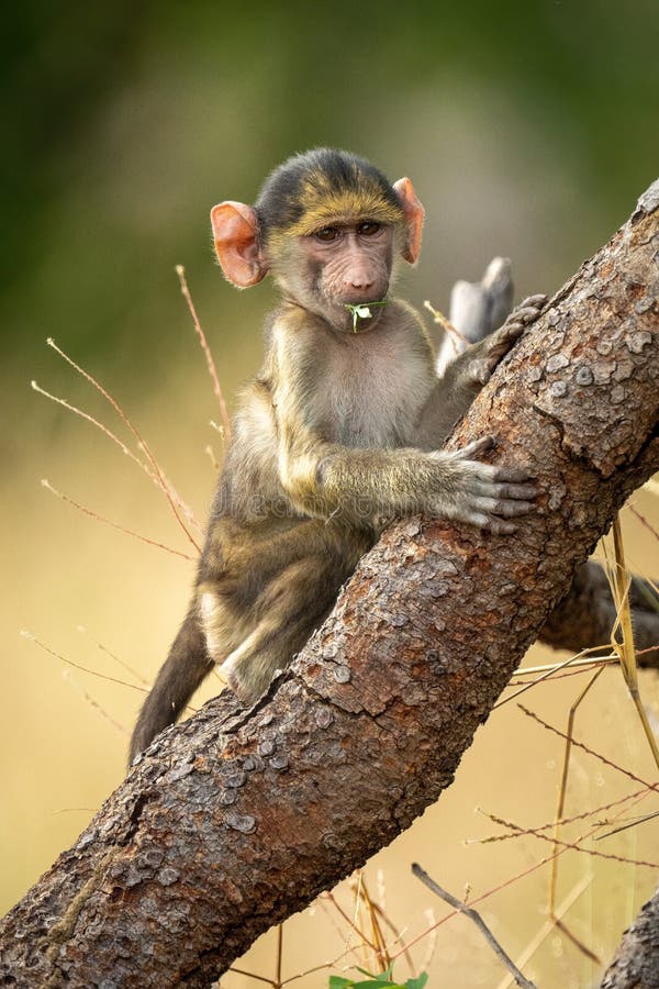 Baboon Hugs Stock Photos - Free & Royalty-Free Stock Photos from Dreamstime