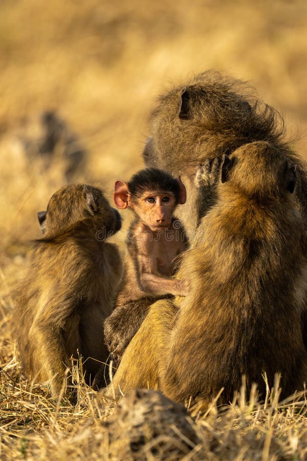 Baby Chacma Baboon Sits with Three Others Stock Photo - Image of monkey ...