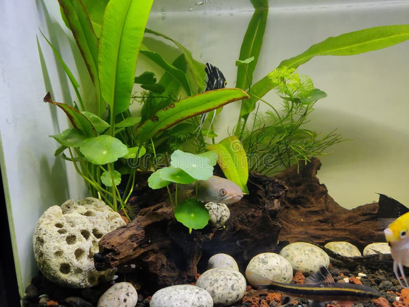 Baby Channa Limbata Predator Fish Stock Photo - Image of jungle, animal ...