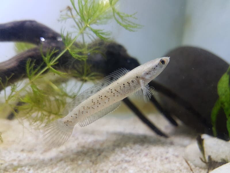 Channa Ornatipinis Yellow Lips Stock Photo - Image of amphibian, food ...